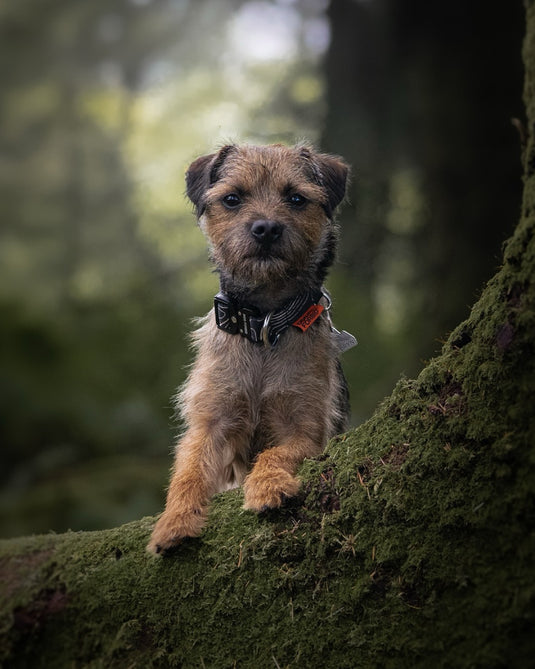 Dog Forbid, Authentic Dog Gear, Crafted with Care, Worn Without.