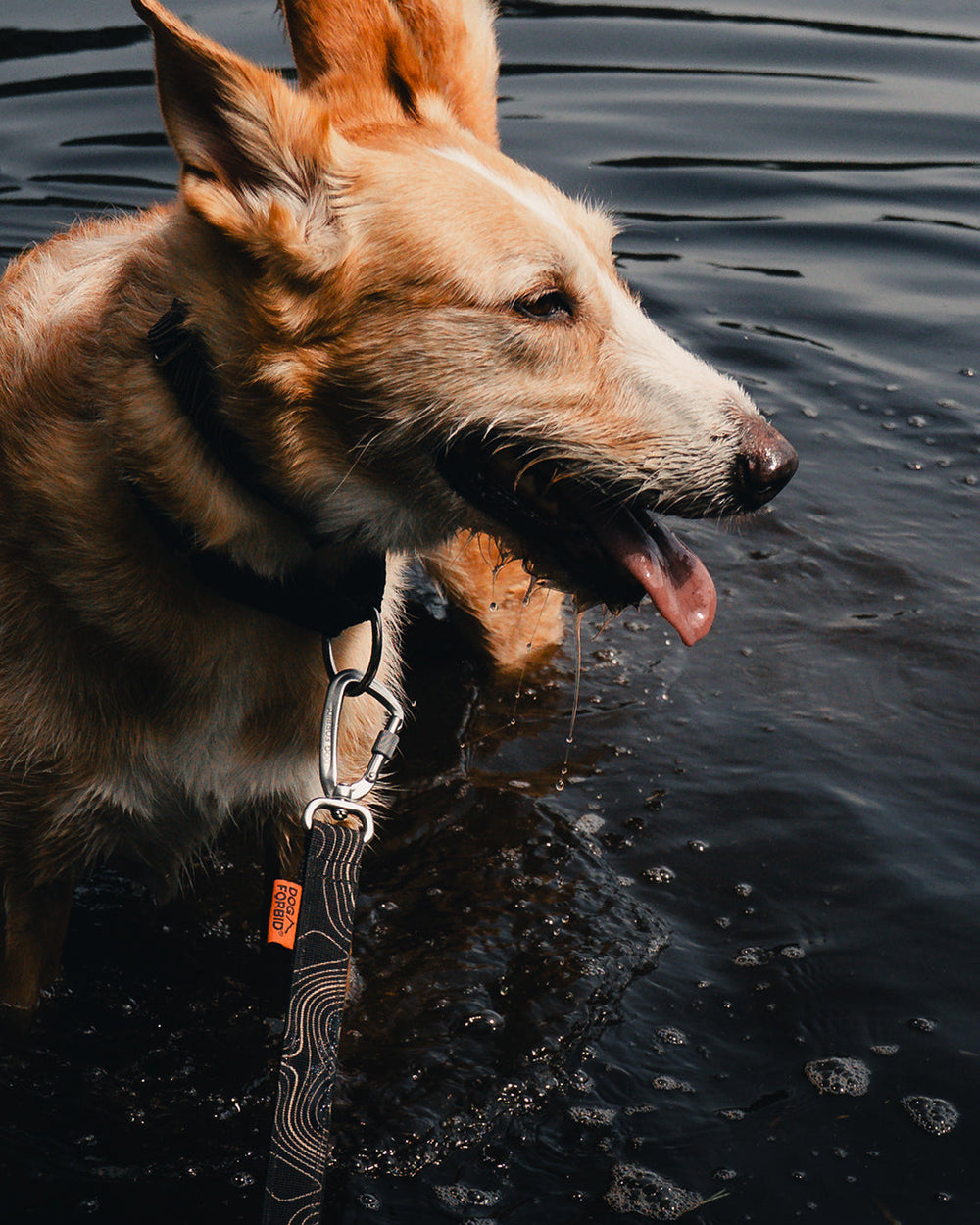 Dog Forbid, Authentic Dog Gear, Crafted with Care, Worn Without.