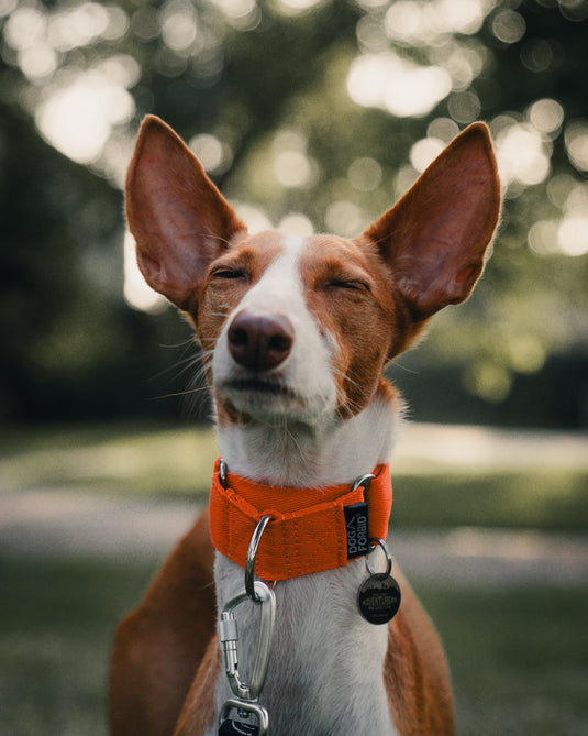 Dog Forbid | Anti-Escape Martingale Collars, Buckles & Dog Leads