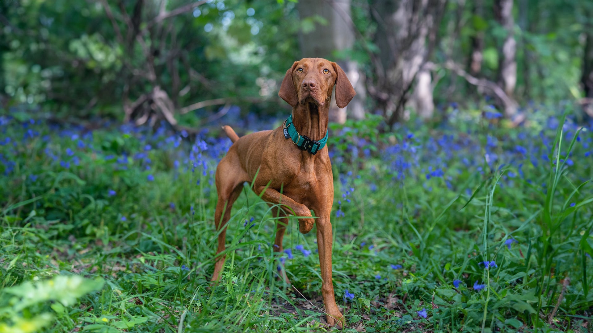 Sizing Guides – Dog Forbid