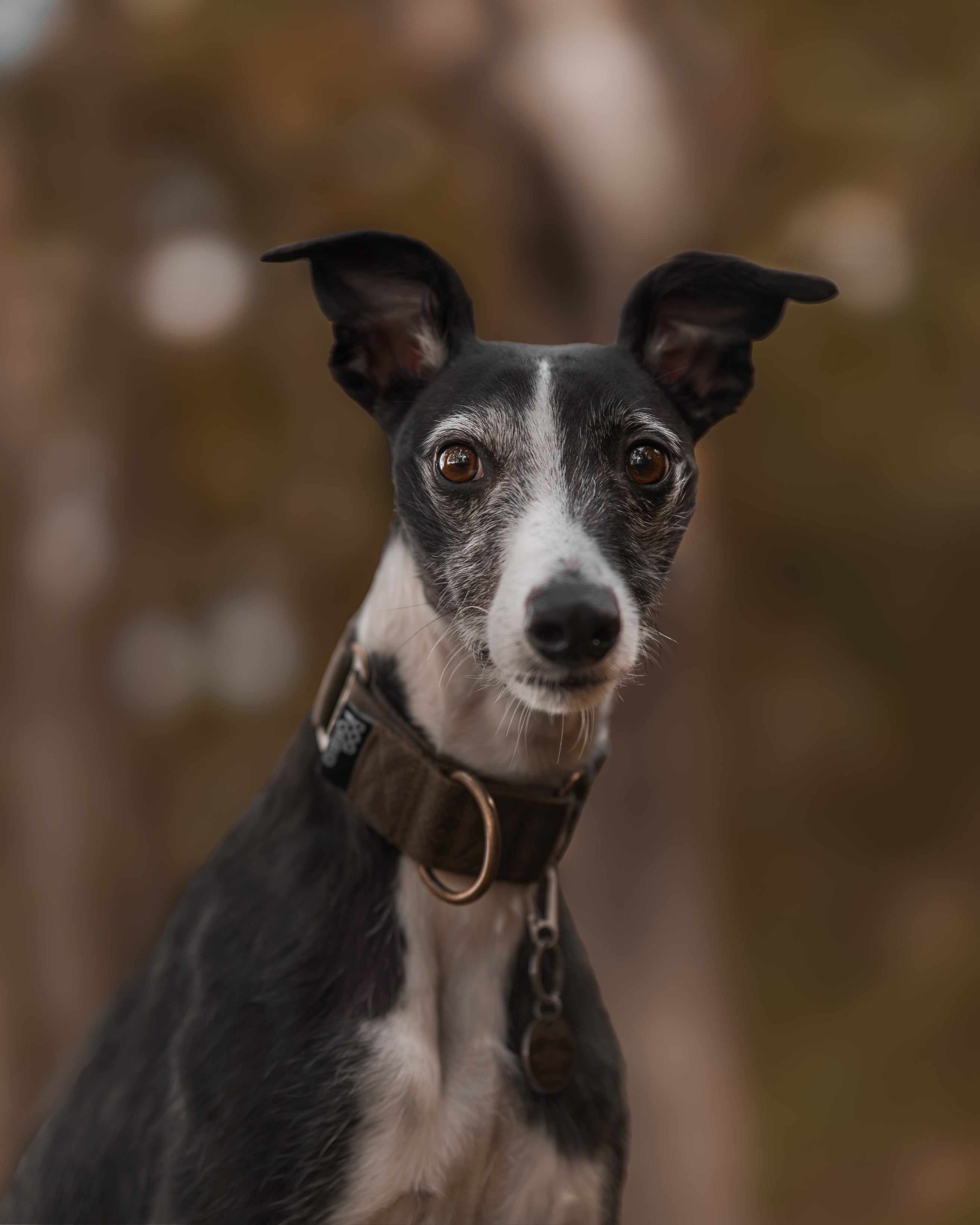 Dog Forbid, Authentic Dog Gear, Crafted with Care, Worn Without.