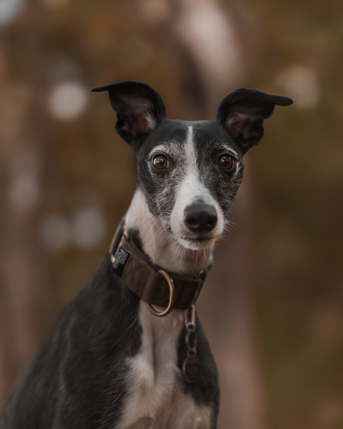 Dog Forbid, Authentic Dog Gear, Crafted with Care, Worn Without.