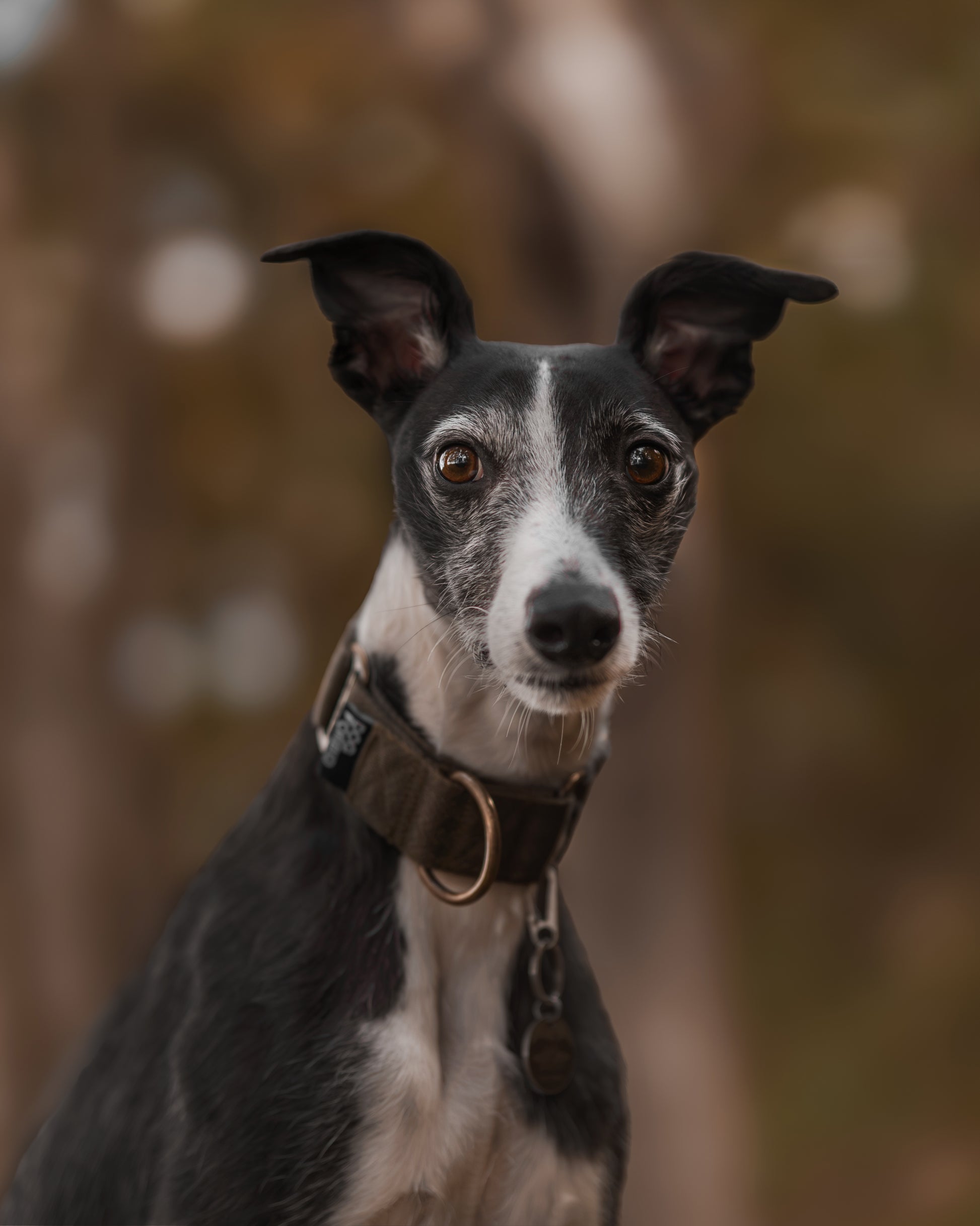 Dog Forbid, Authentic Dog Gear, Crafted with Care, Worn Without.