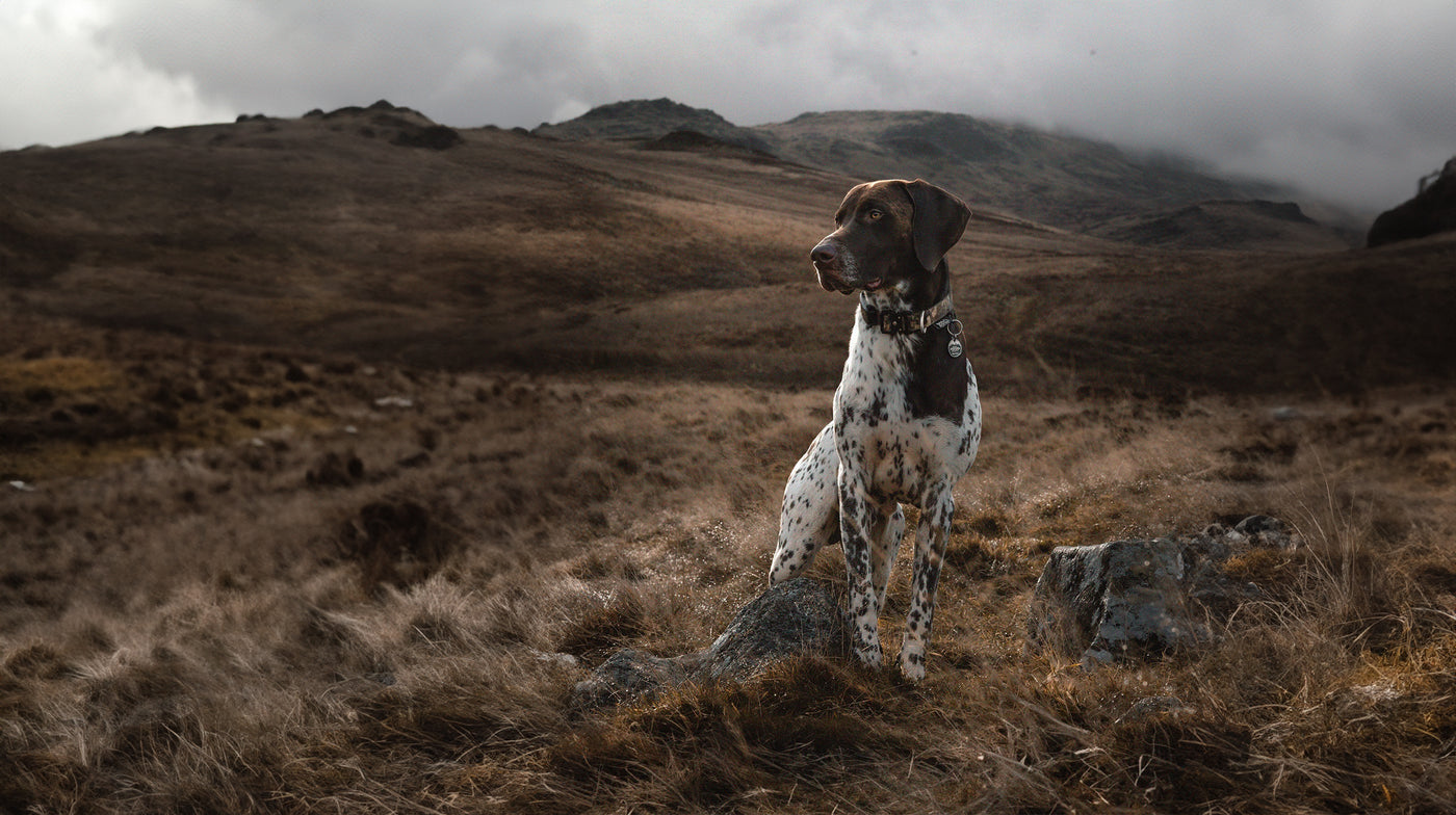 Dog Forbid | Anti-Escape Martingale Collars, Buckles & Dog Leads