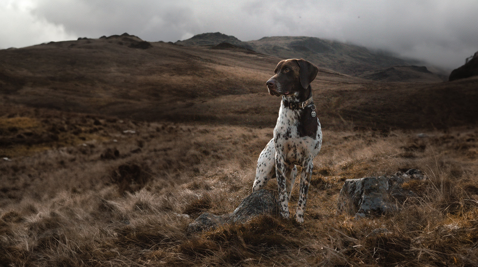 Dog Forbid | Anti-Escape Martingale Collars, Buckles & Dog Leads