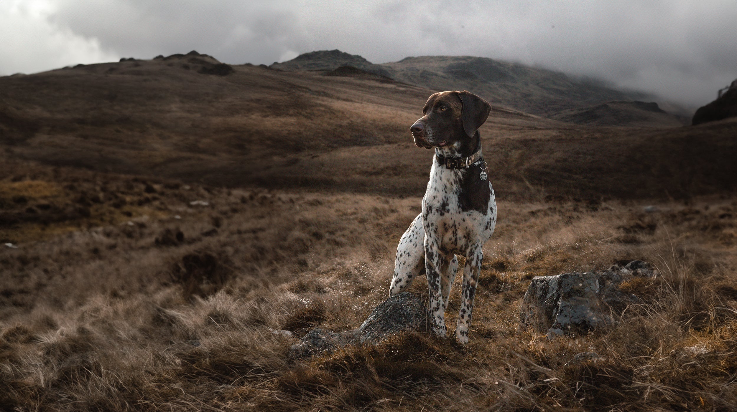 Dog Forbid | Anti-Escape Martingale Collars, Buckles & Dog Leads