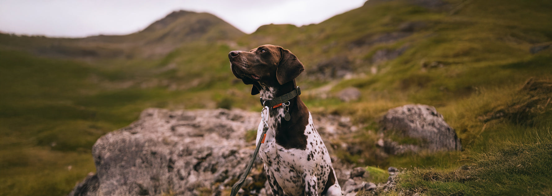 Dog Forbid | Anti-Escape Martingale Collars, Buckles & Dog Leads