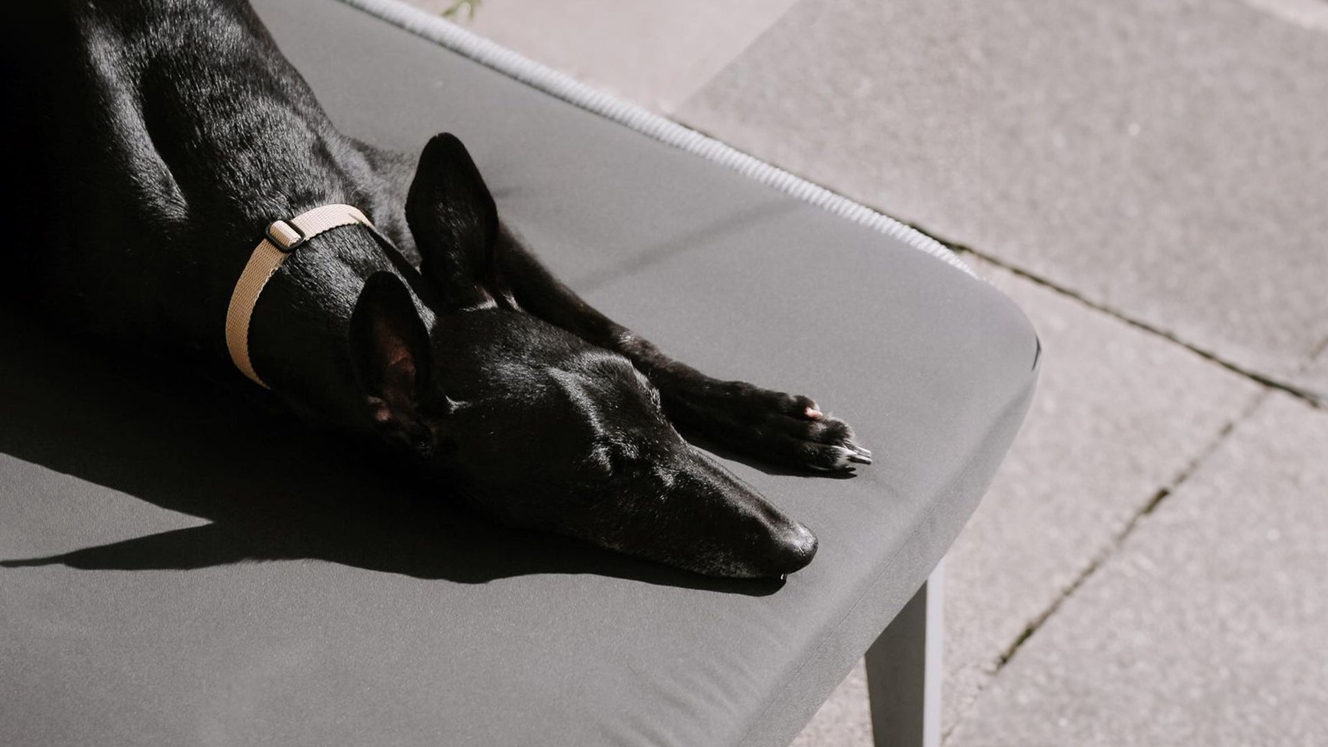 Sizing Guides – Dog Forbid