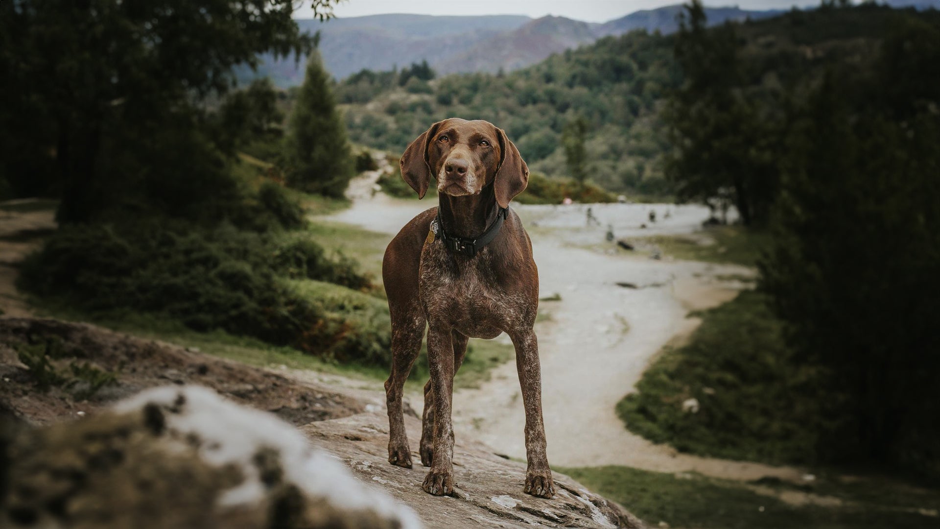 All Collars – Dog Forbid