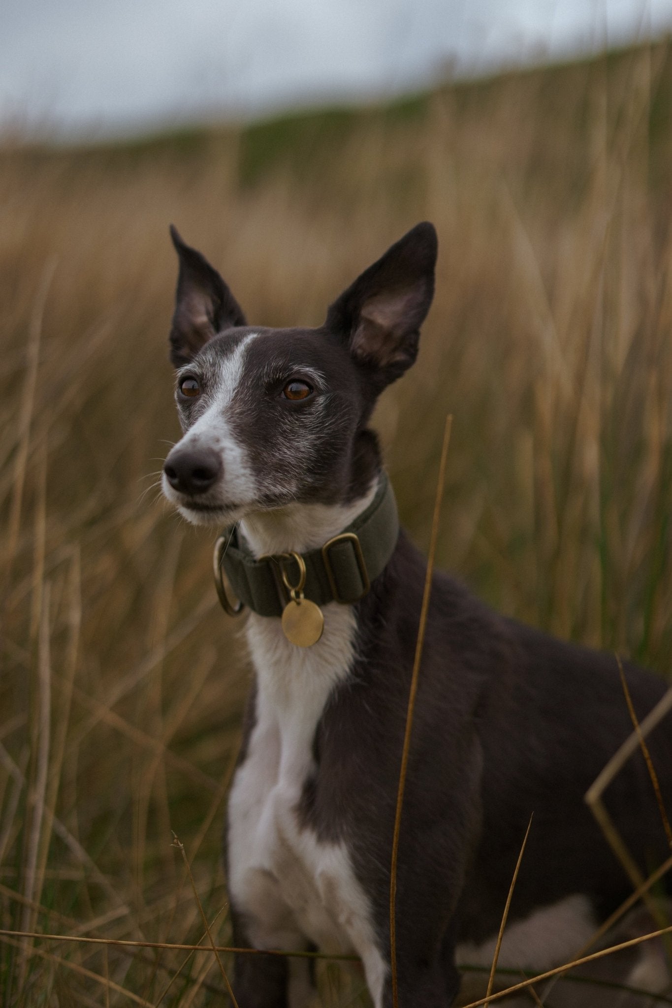 Dog Forbid, Authentic Dog Gear, Crafted with Care, Worn Without.